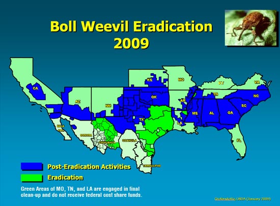 Boll Weevil Eradication Program Wiki