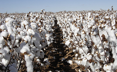 The Cotton Foundation