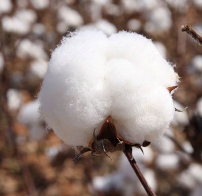 The Cotton Foundation